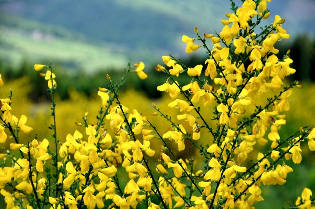 Le genêt à balais, un colon ardennais