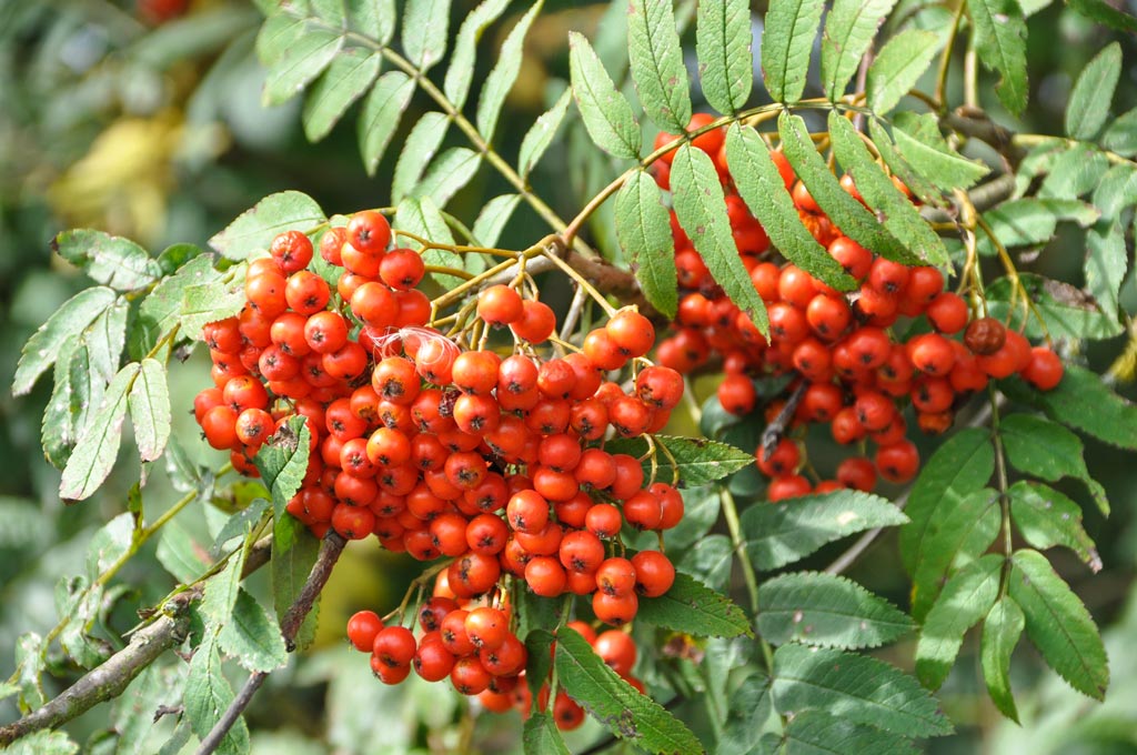 Le sorbier des oiseleurs