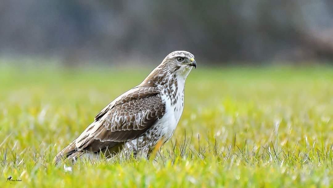 Variations sur la buse variable (Buteo buteo)