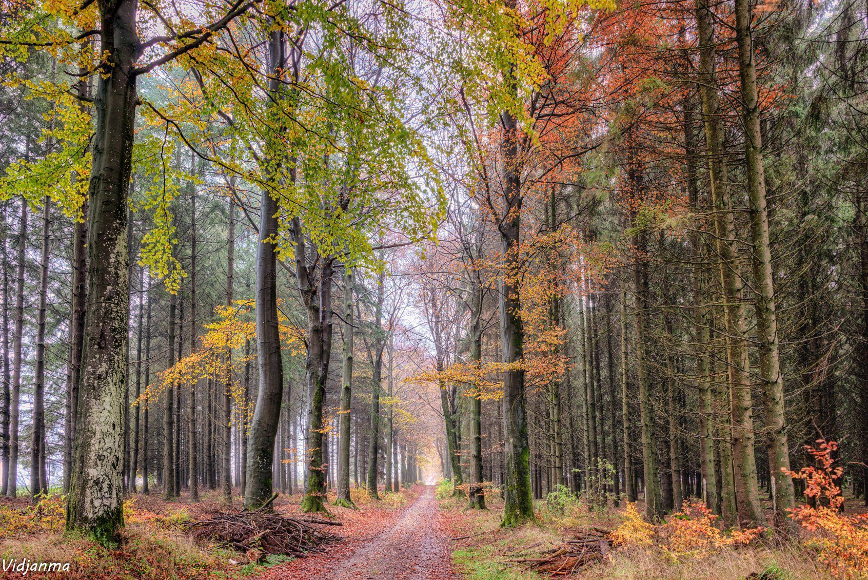 La forêt ardennaise - Ses arbres